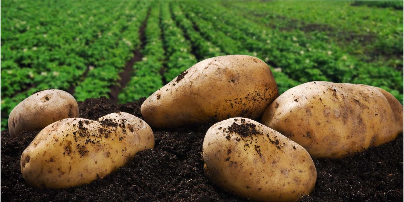 what are humates? - MWM Organics