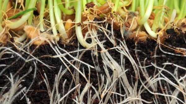 what are humates? - MWM Organics